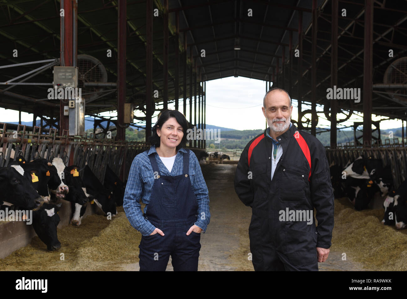 couple farmer with cows Stock Photo - Alamy