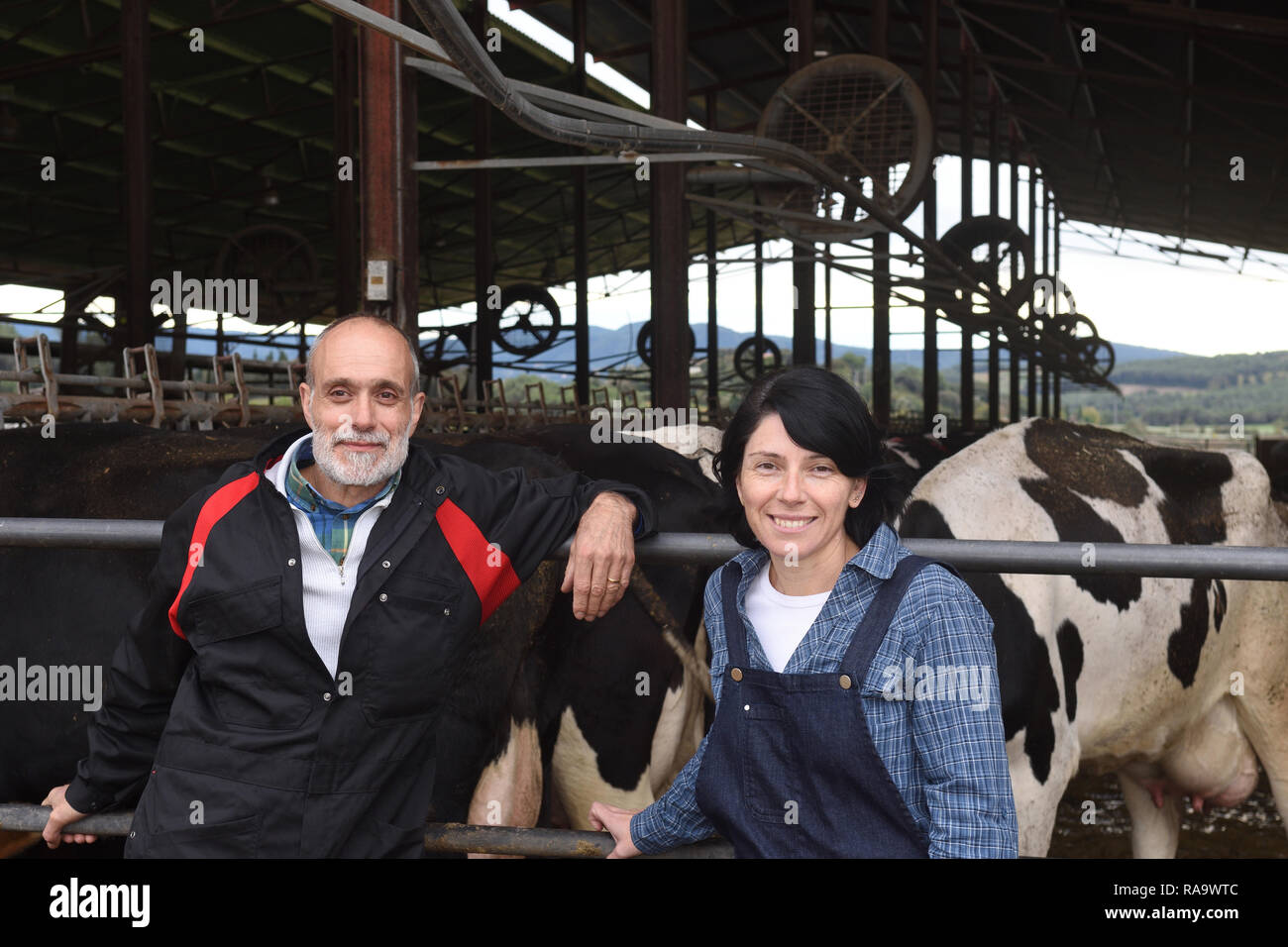 couple farmer with cows Stock Photo - Alamy