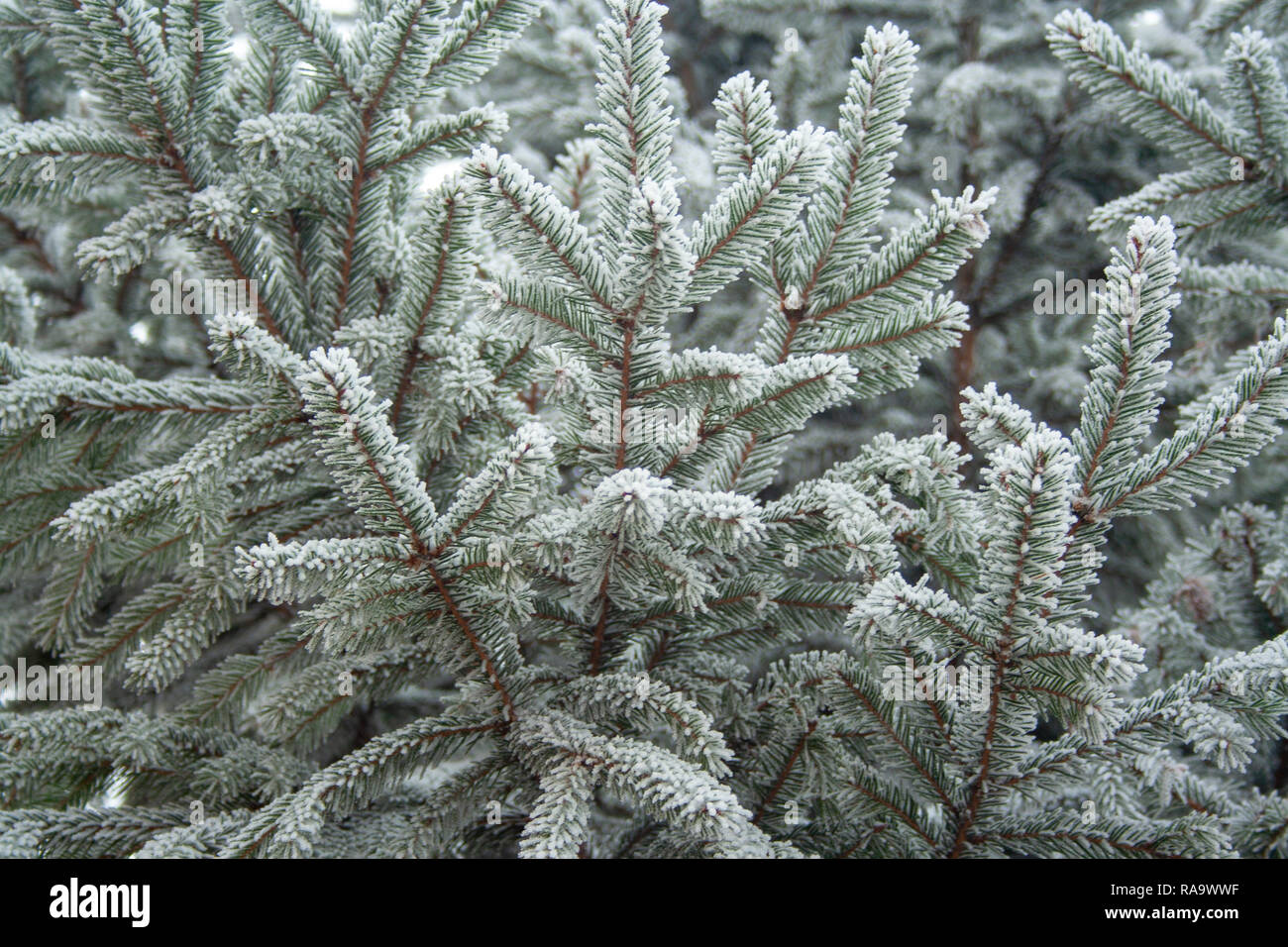 Many frost branches of spruce background. Branches in snow Stock Photo ...