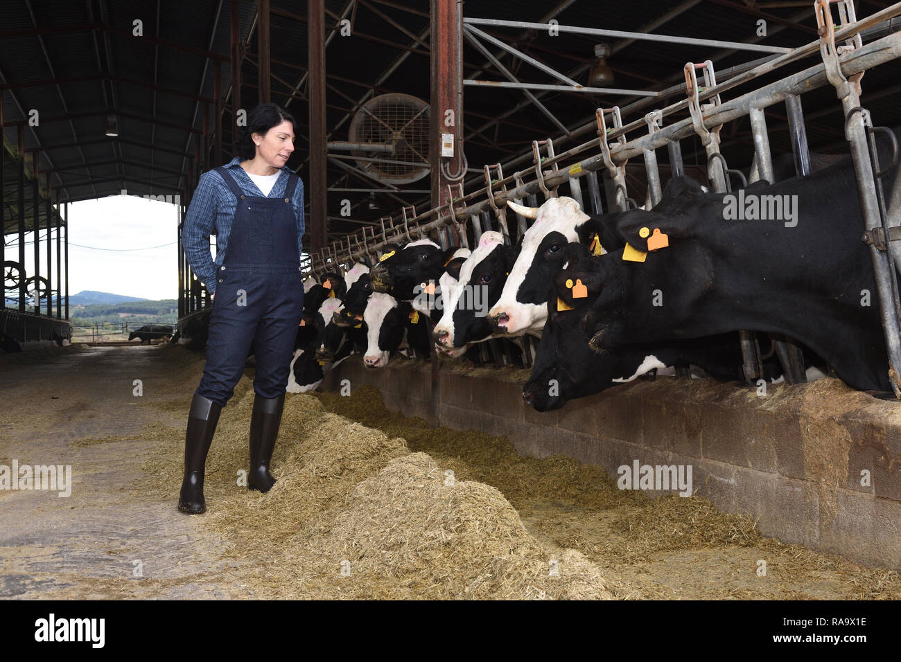 Woman standing cow on farm hi-res stock photography and images - Alamy
