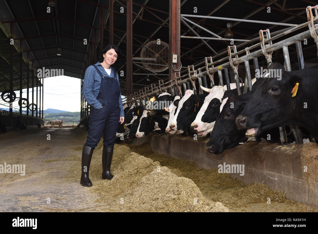 Woman standing cow on farm hi-res stock photography and images - Alamy