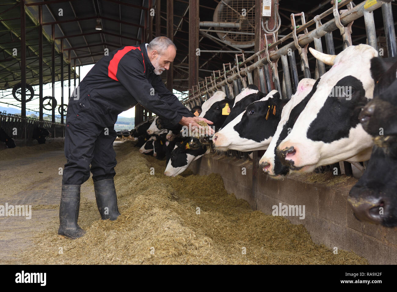 Grain fed cow hi-res stock photography and images - Alamy