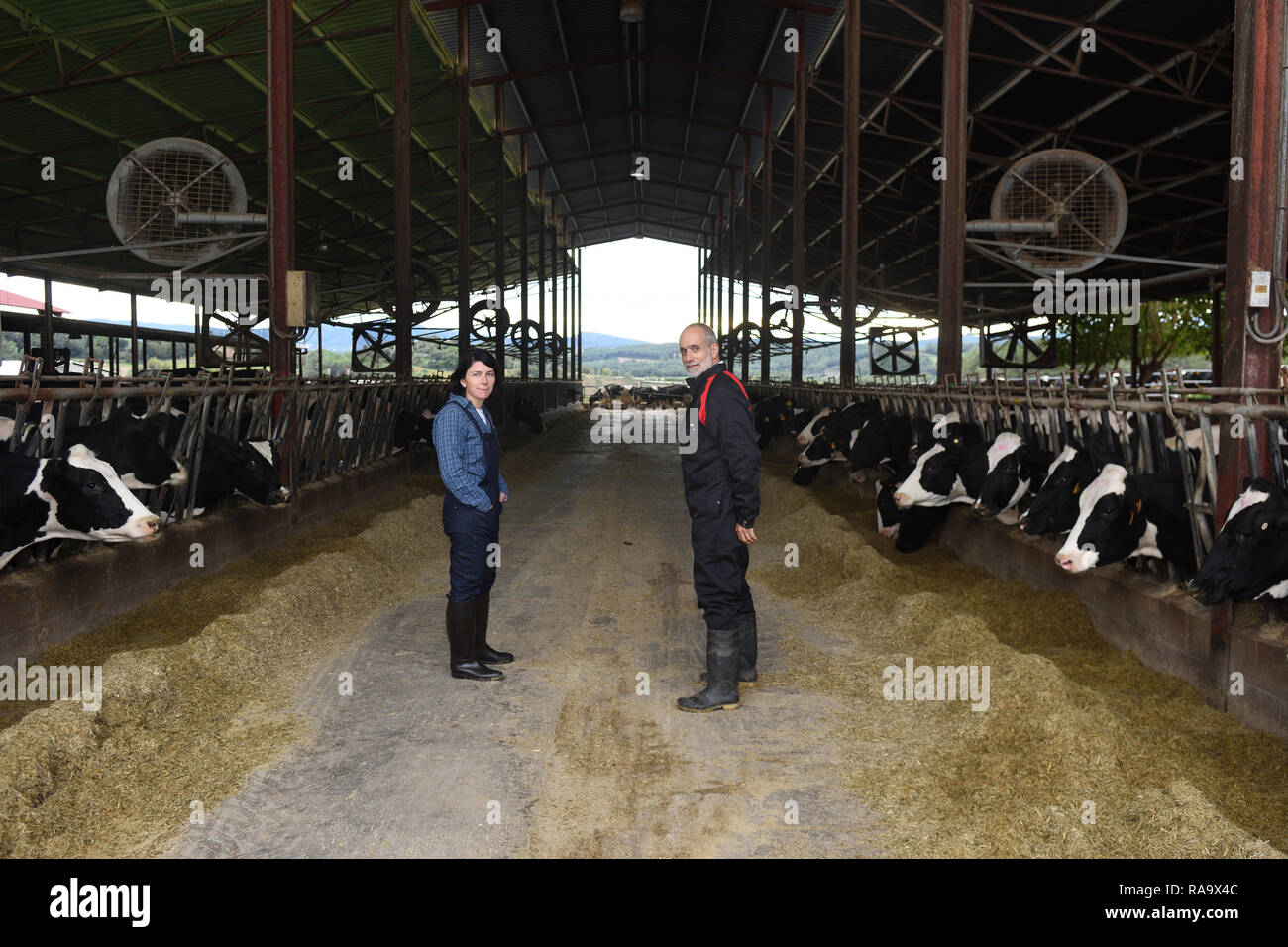 couple farmer with cows Stock Photo - Alamy