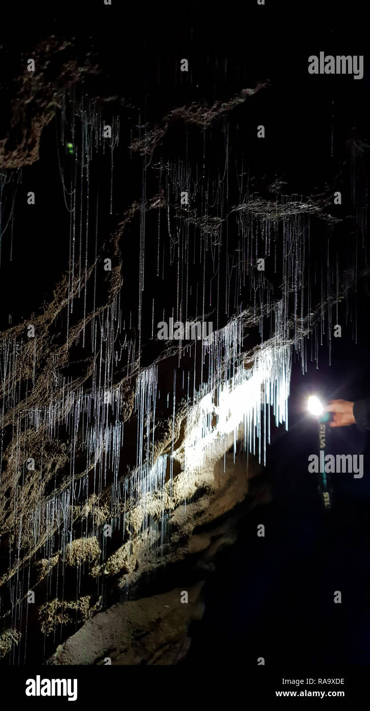Glowworms at the Ruakuri Caves, Waitomo, New Zealand, North Island, NZ ...