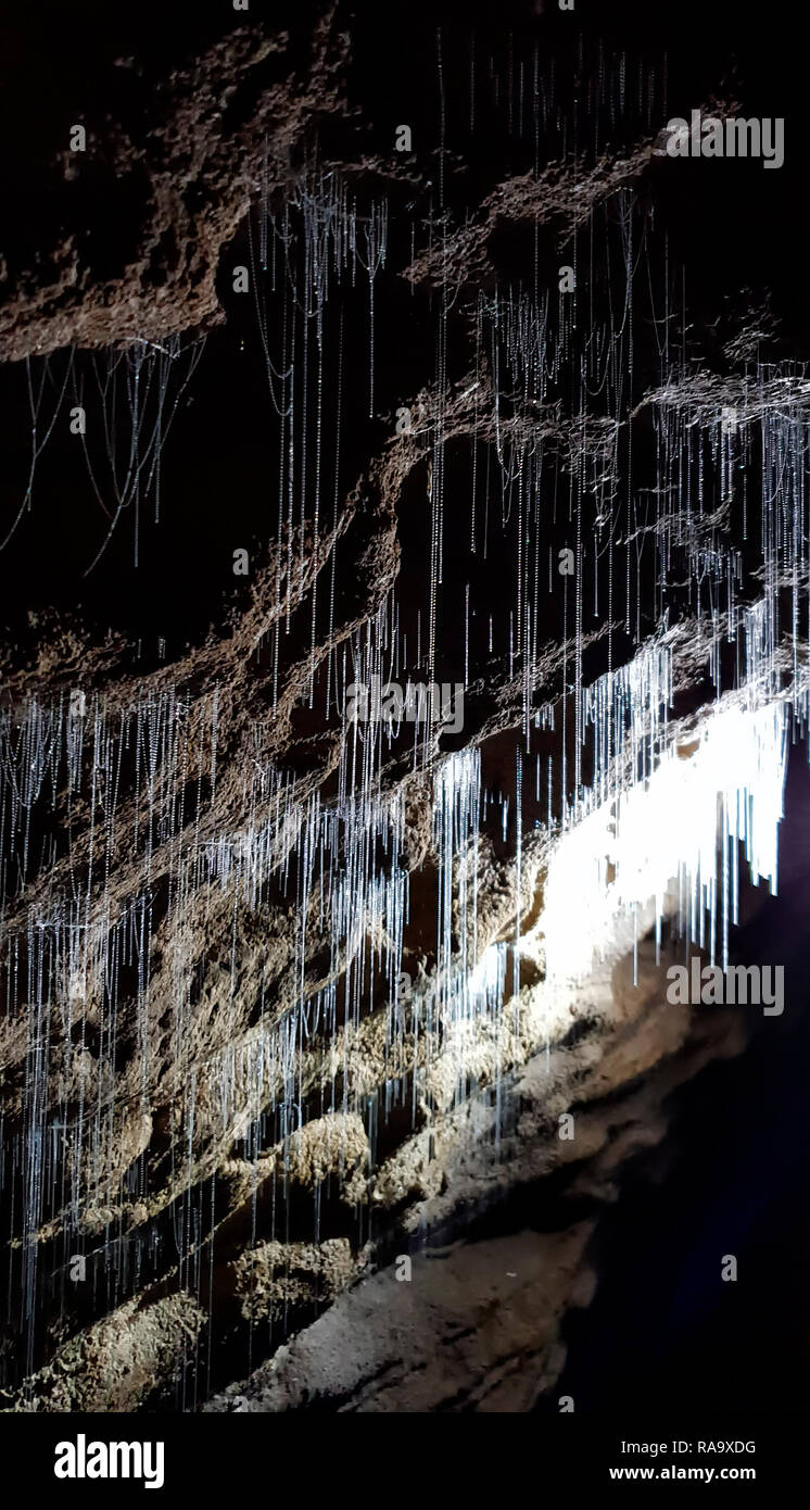 Glowworms at the Ruakuri Caves, Waitomo, New Zealand, North Island, NZ ...