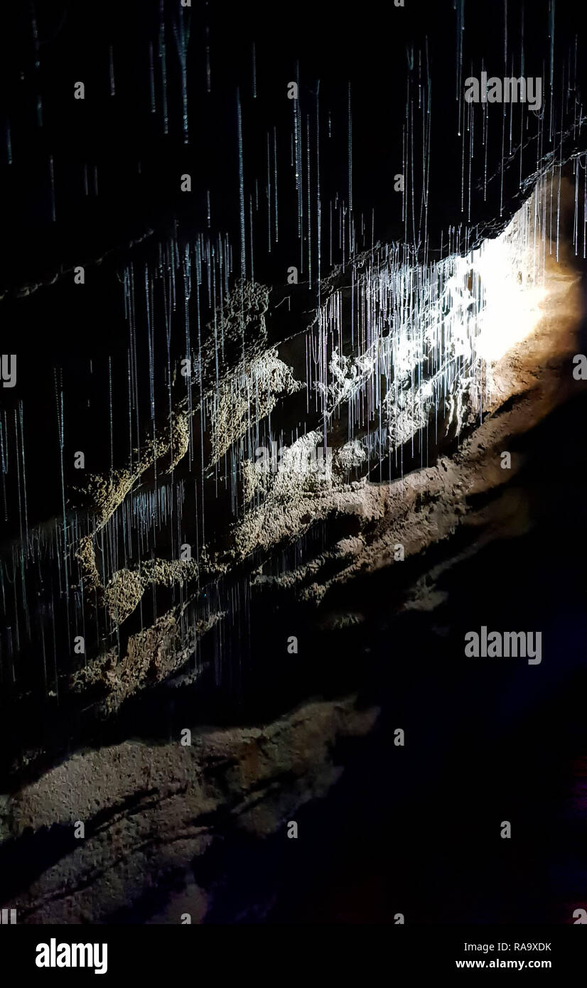 Glowworms at the Ruakuri Caves, Waitomo, New Zealand, North Island, NZ ...