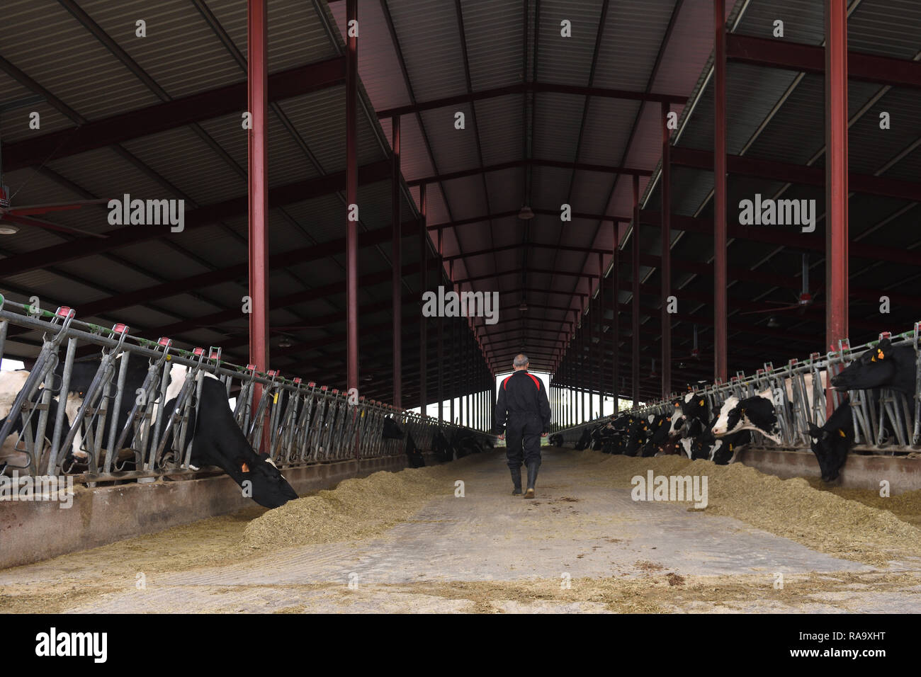 Working beasts hi-res stock photography and images - Alamy