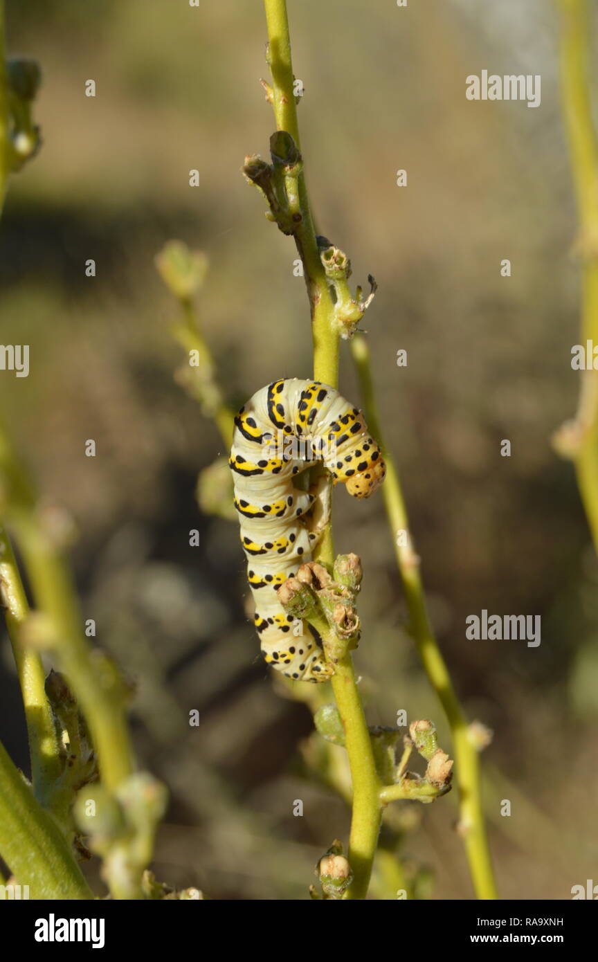 Climbing milkweed hi-res stock photography and images - Alamy