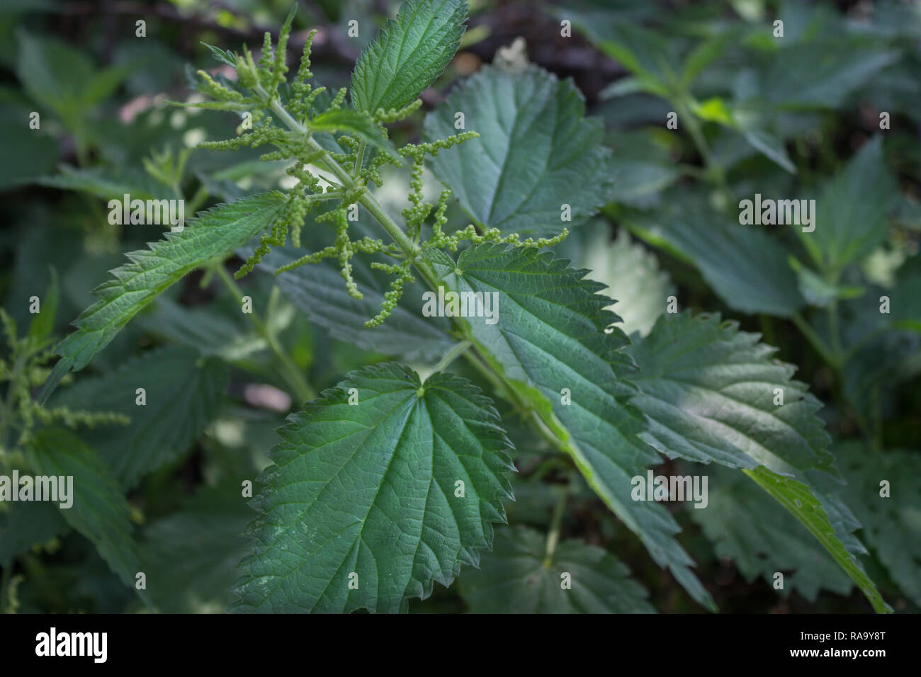 Stinging nettle close up hi-res stock photography and images - Alamy