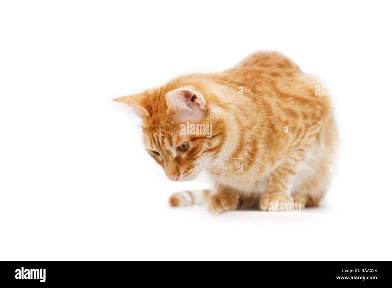 Ginger cat cat sitting and looking down. Isolated on white background ...