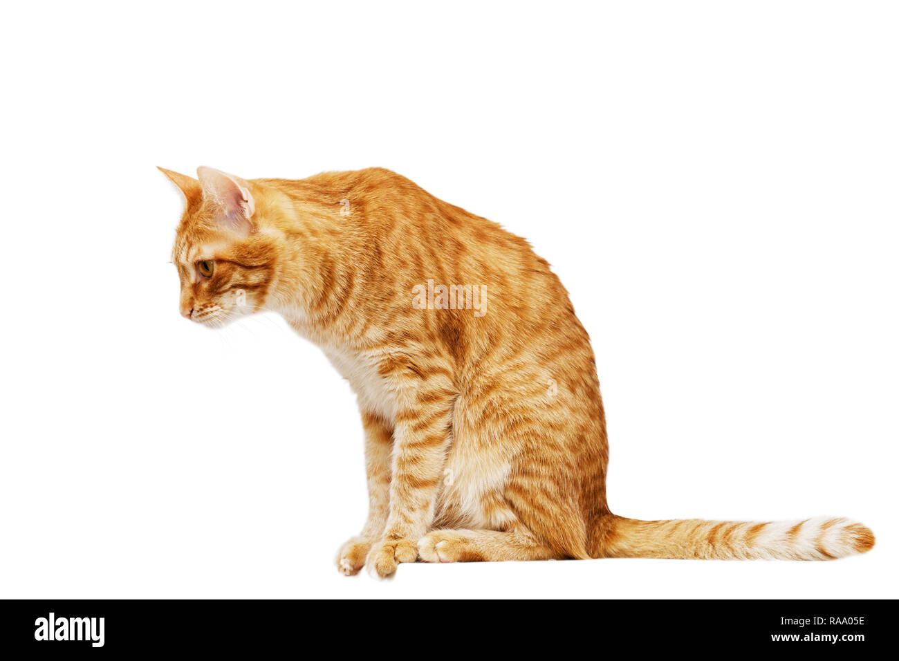 Red cat sitting and carefully looking in front of him. Isolated on ...
