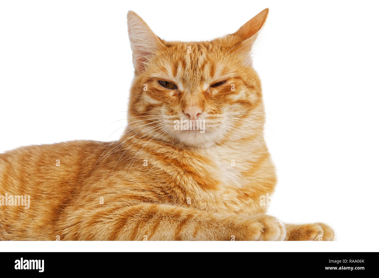 Squinting eye cat Cut Out Stock Images & Pictures - Alamy