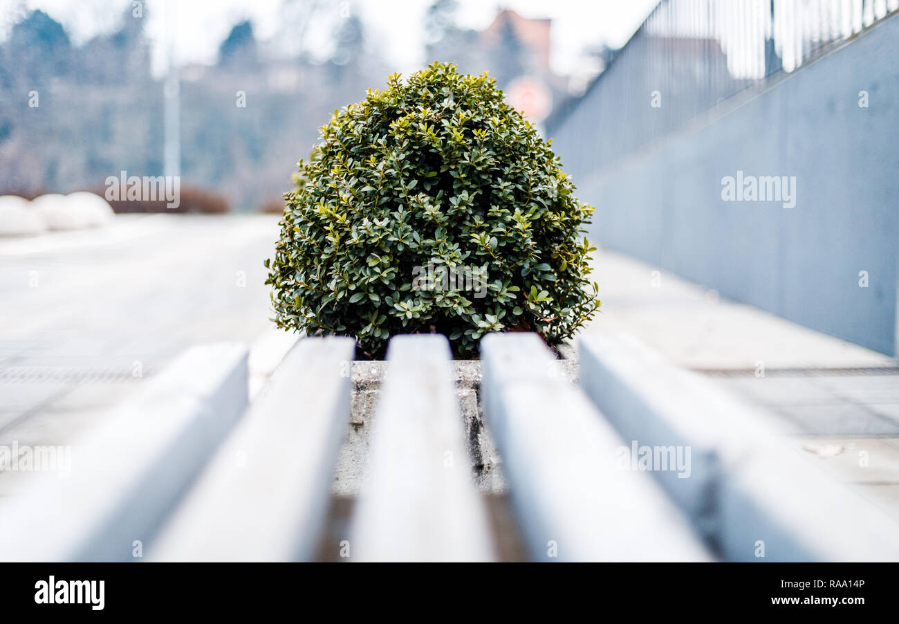 Green Shrub in front of a bench in Maribor, Slovenia Stock Photo - Alamy
