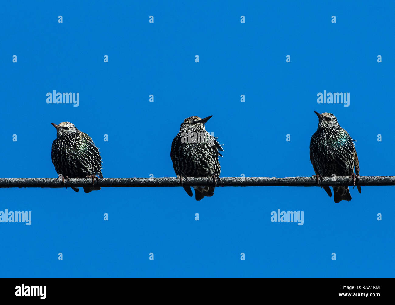 Starlings on wire hi-res stock photography and images - Alamy