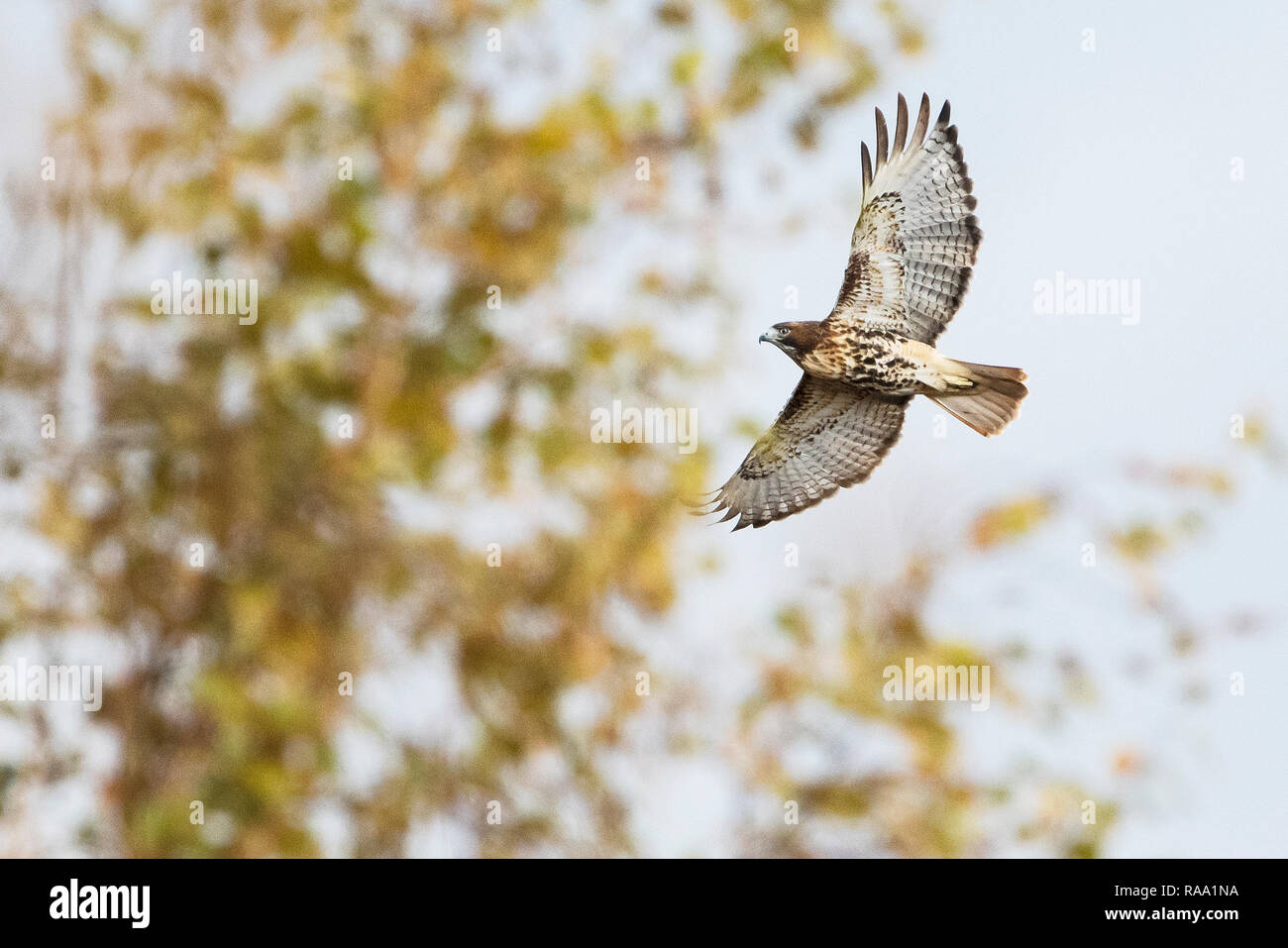 Red-tailed hawk soaring in autumn Stock Photo - Alamy