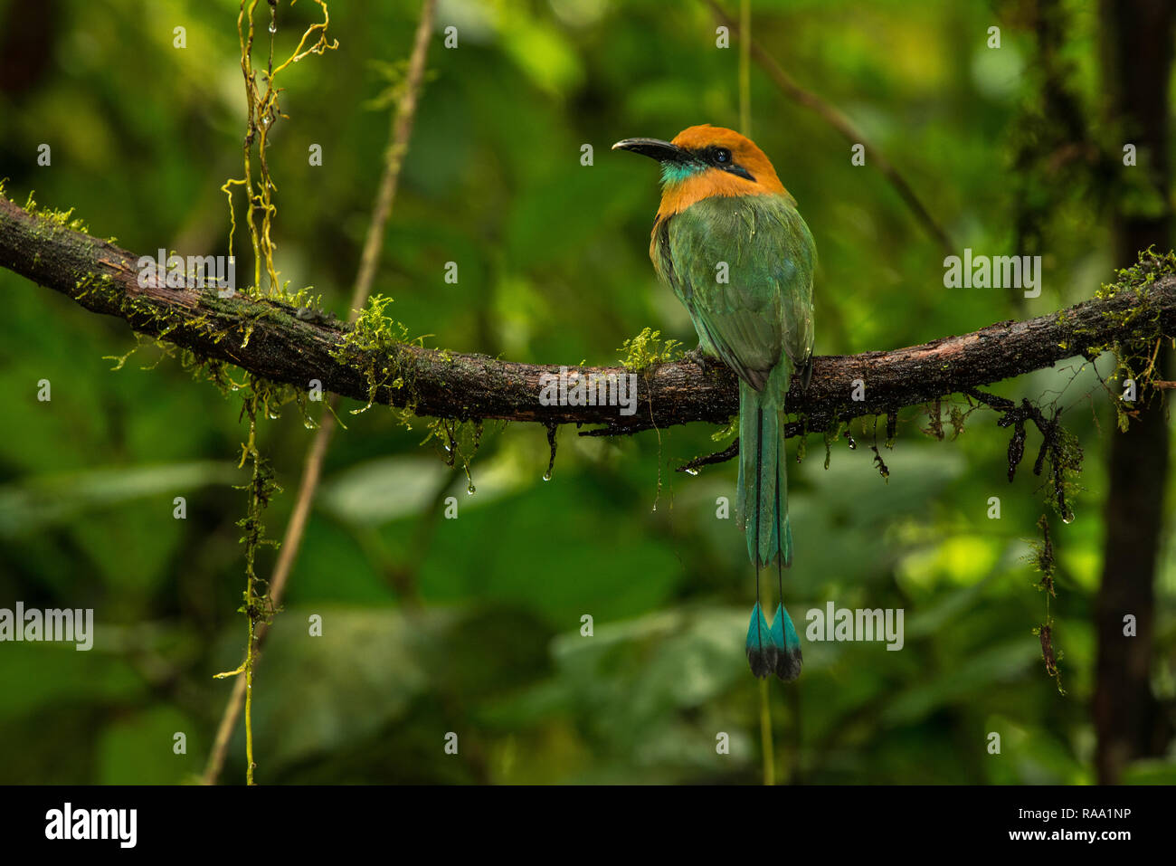 Birds of Costa Rica Stock Photo - Alamy