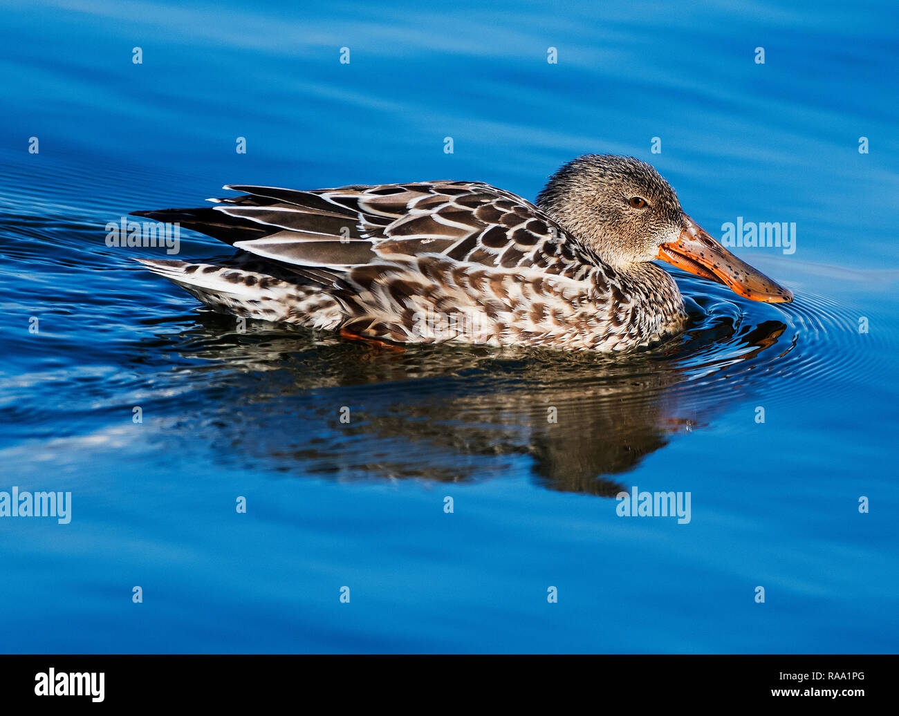 Northern shoveler ducks hi-res stock photography and images - Alamy