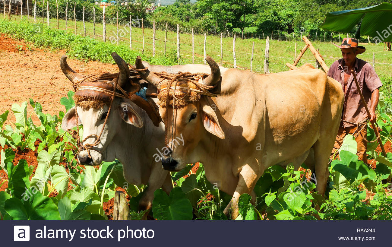 Bull Pulling Plow Stock Photos & Bull Pulling Plow Stock Images - Alamy