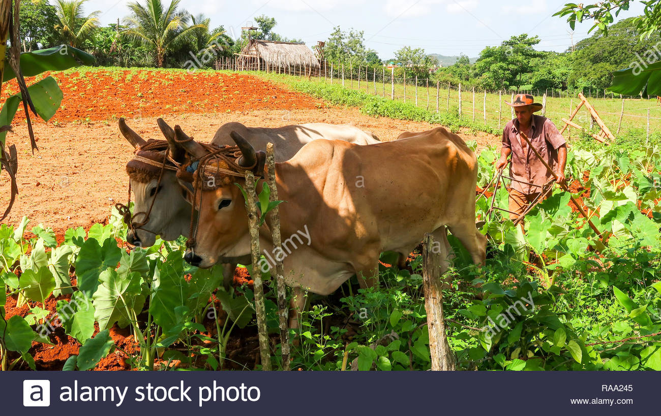 Oxen Pulling Plow Stock Photos & Oxen Pulling Plow Stock Images - Alamy