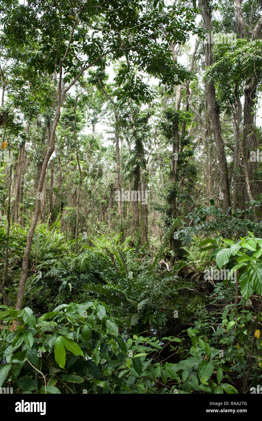 Jungle scene hi-res stock photography and images - Alamy