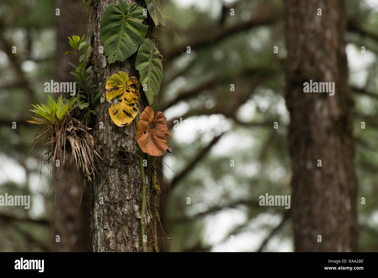 Jungle leafs hi-res stock photography and images - Alamy