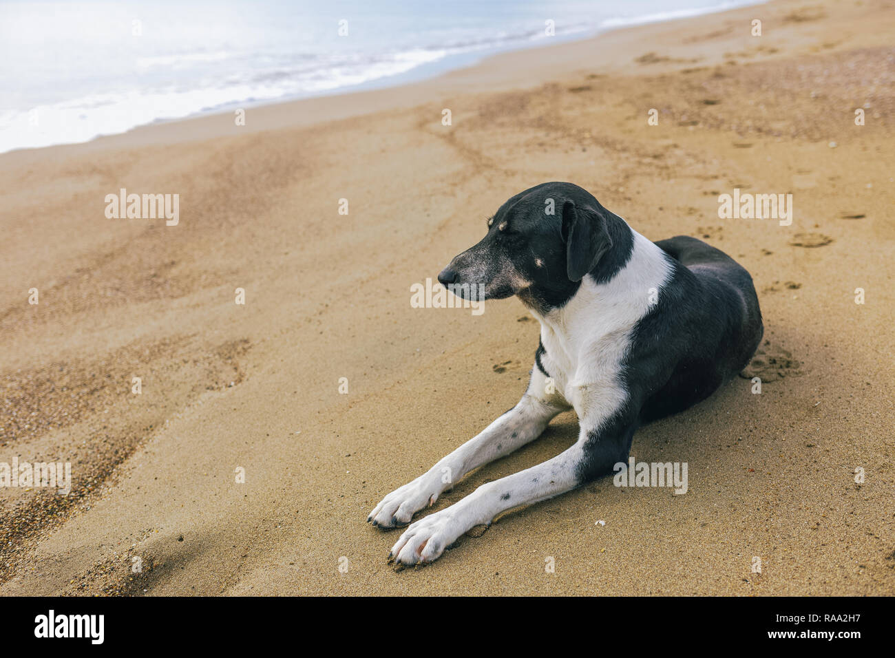 Dog with sandy nose hi-res stock photography and images - Alamy