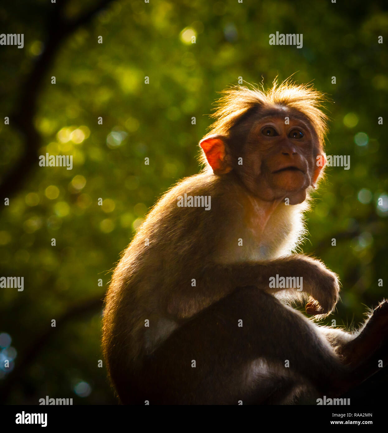 Monkey back not animal hi-res stock photography and images - Alamy