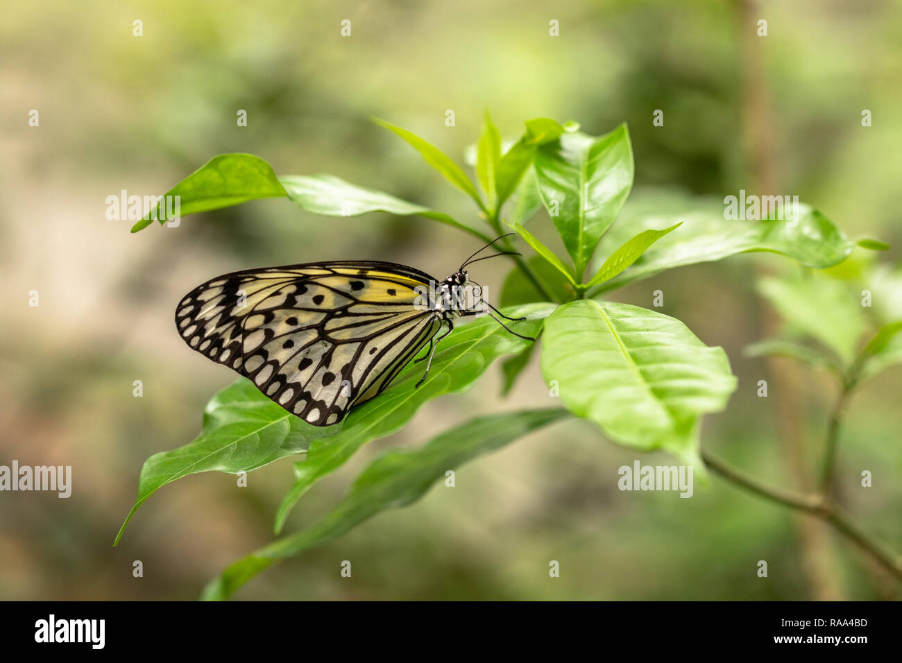 Side view of white tree nymph, Idea leuconoe, with folded wings on a ...