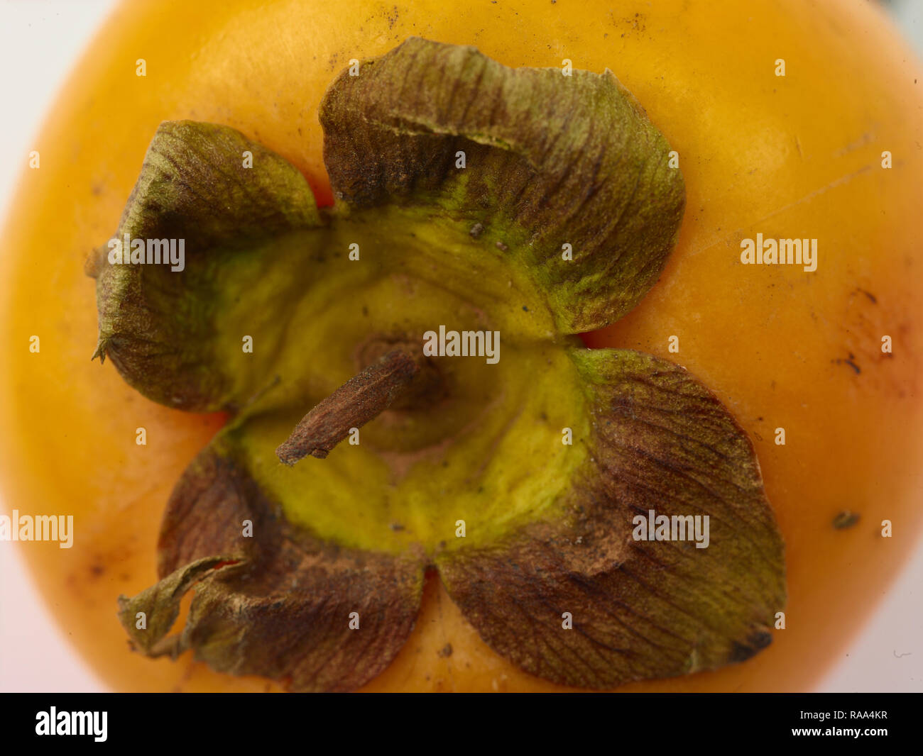 Sharon fruit against a white background fruit still-life Stock Photo ...