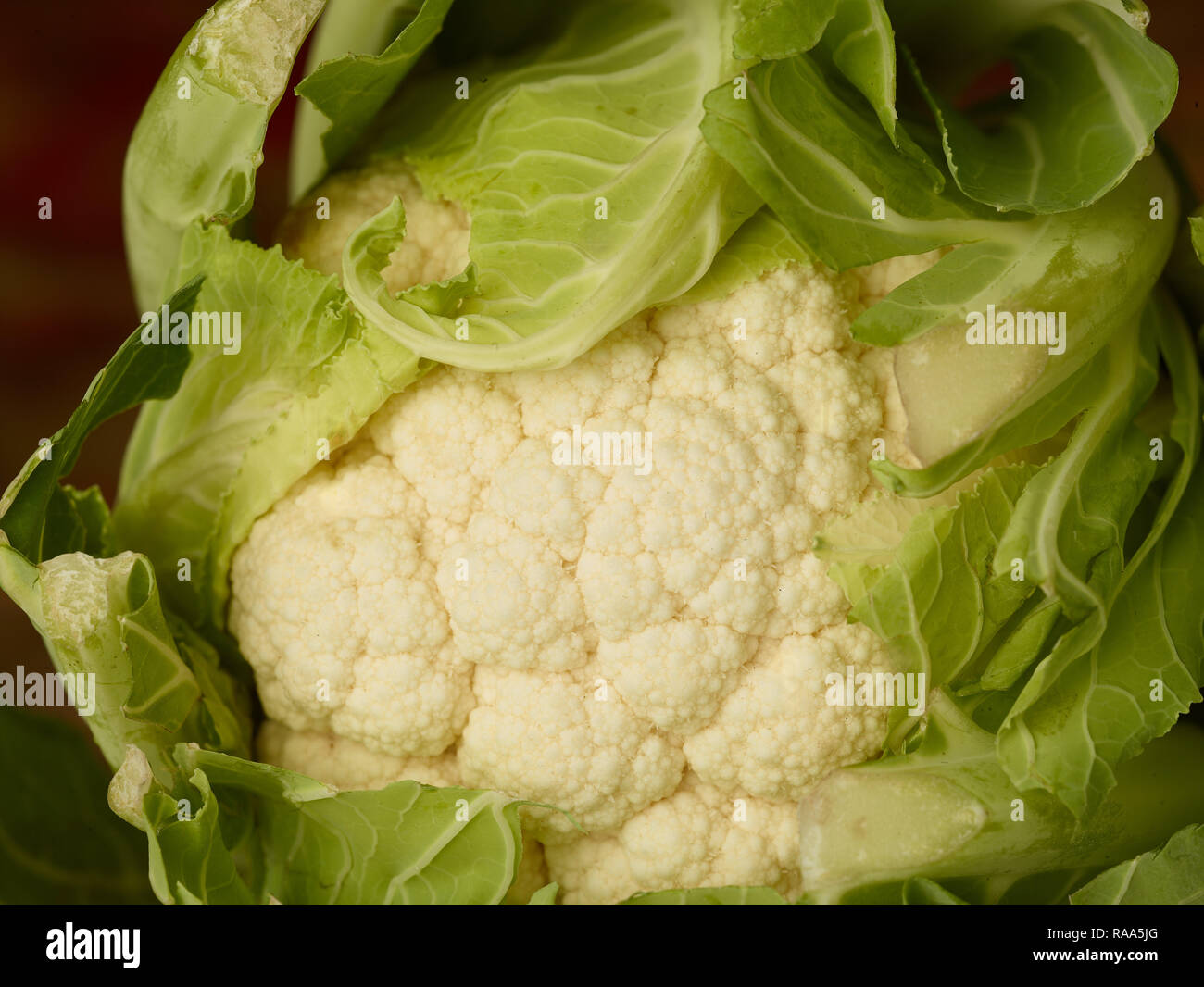 Cauliflower vegetable food still-life photograph Stock Photo - Alamy