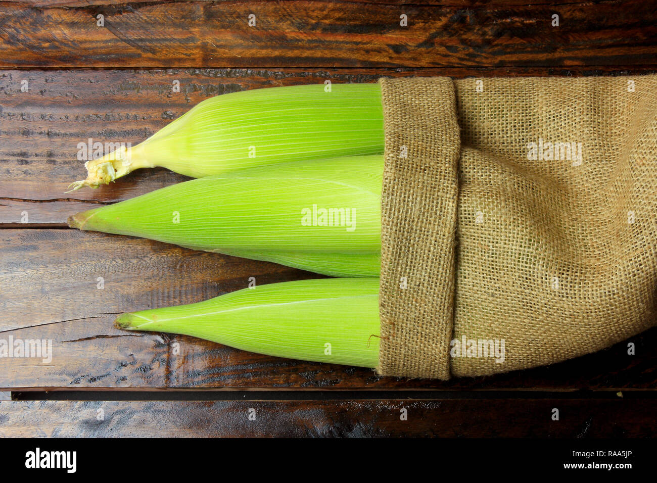 Corn cob, fresh, harvested from plantation inside sack on rustic wooden ...