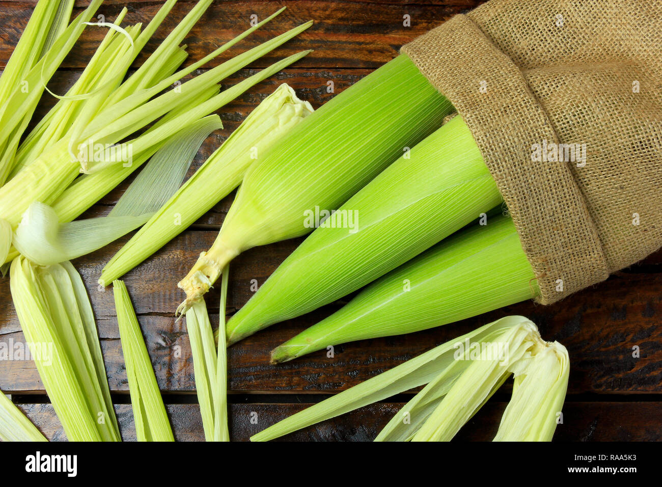 Corn cob, fresh, harvested from plantation inside sack on rustic wooden ...