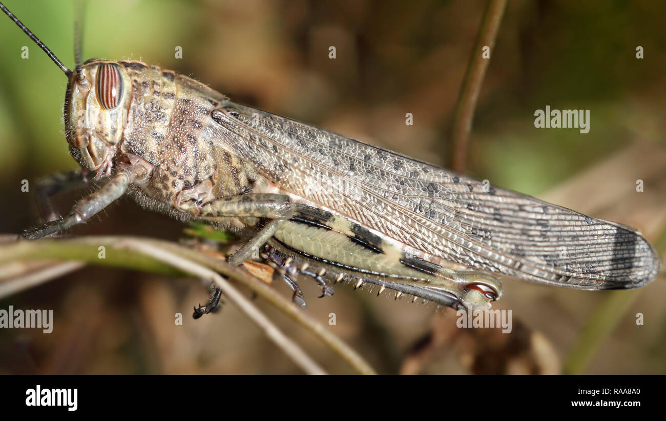 European grasshopper hi-res stock photography and images - Alamy