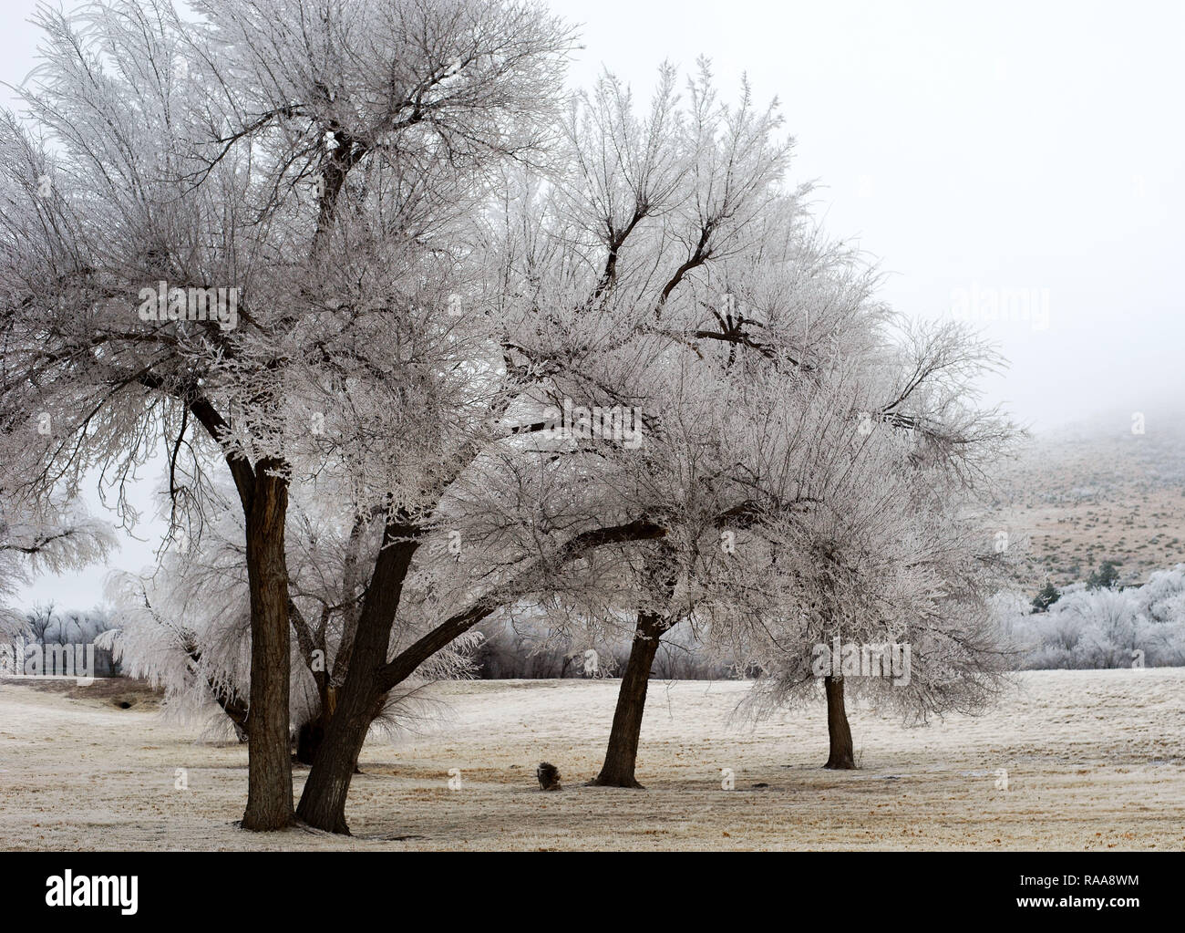 Park ice hi-res stock photography and images - Alamy