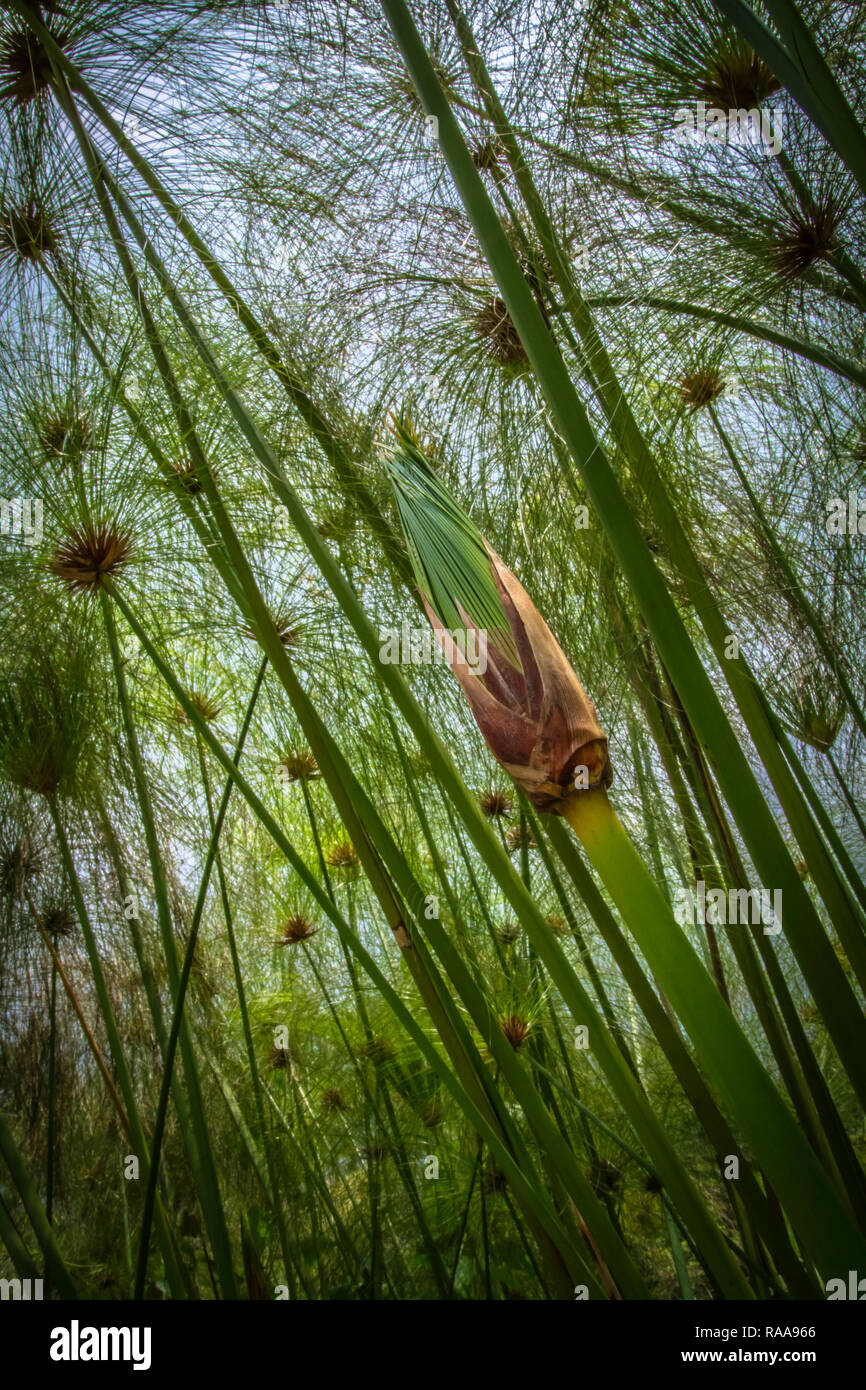 Papyrus cyperus papyrus garden park hi-res stock photography and images ...