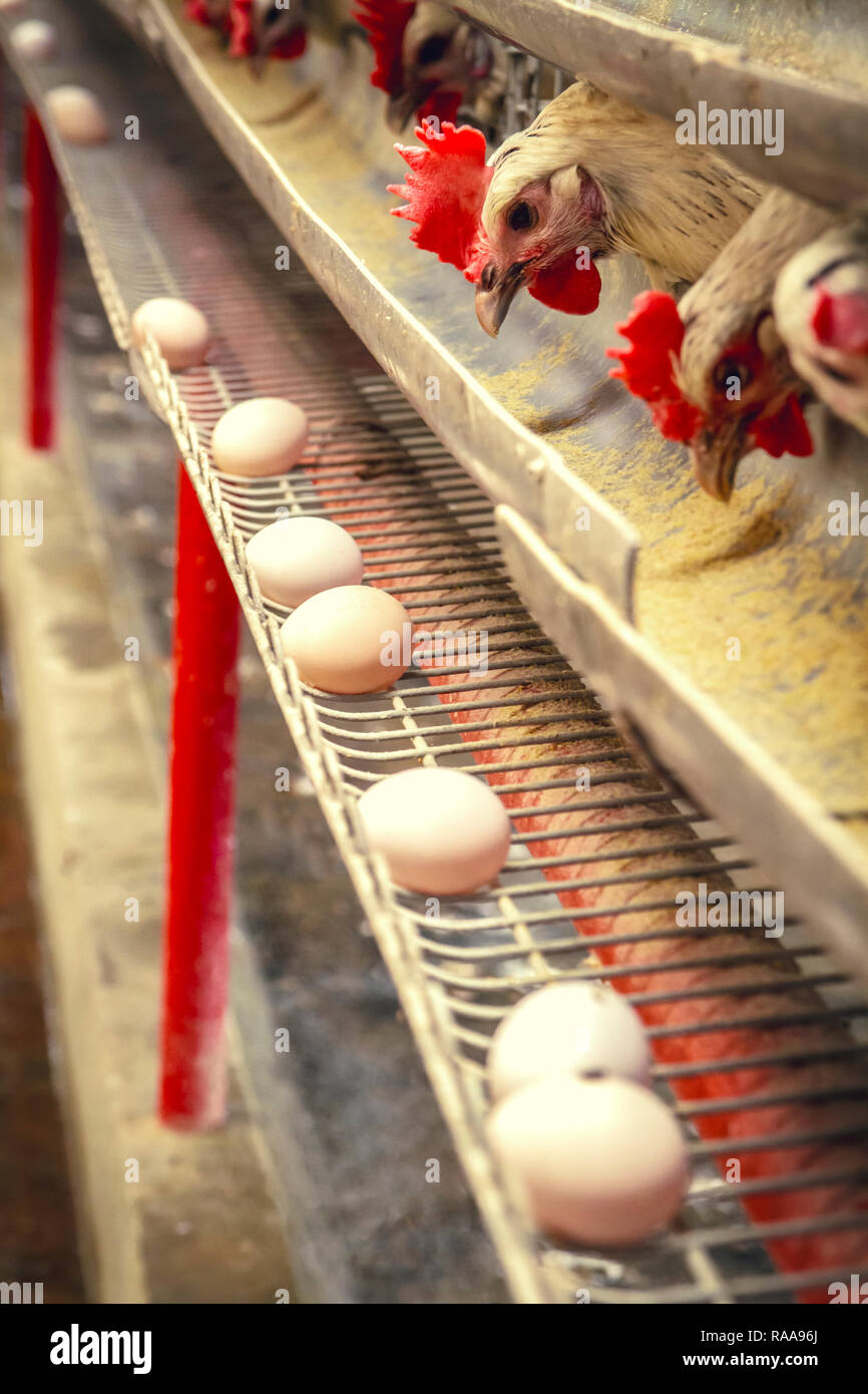 Braekel Chicken Stock Photos & Braekel Chicken Stock Images - Alamy