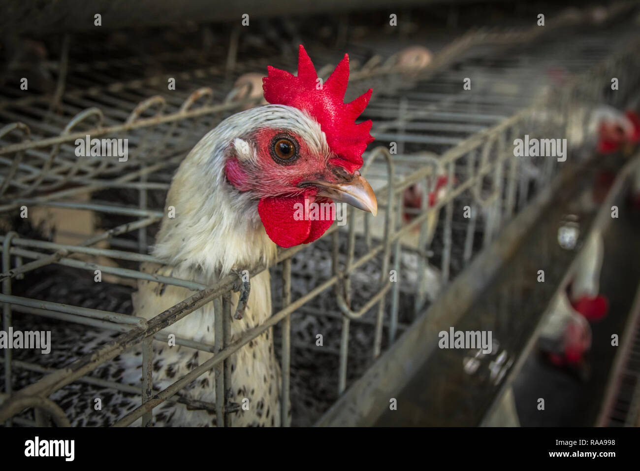 Braekel Chicken Stock Photos & Braekel Chicken Stock Images - Alamy