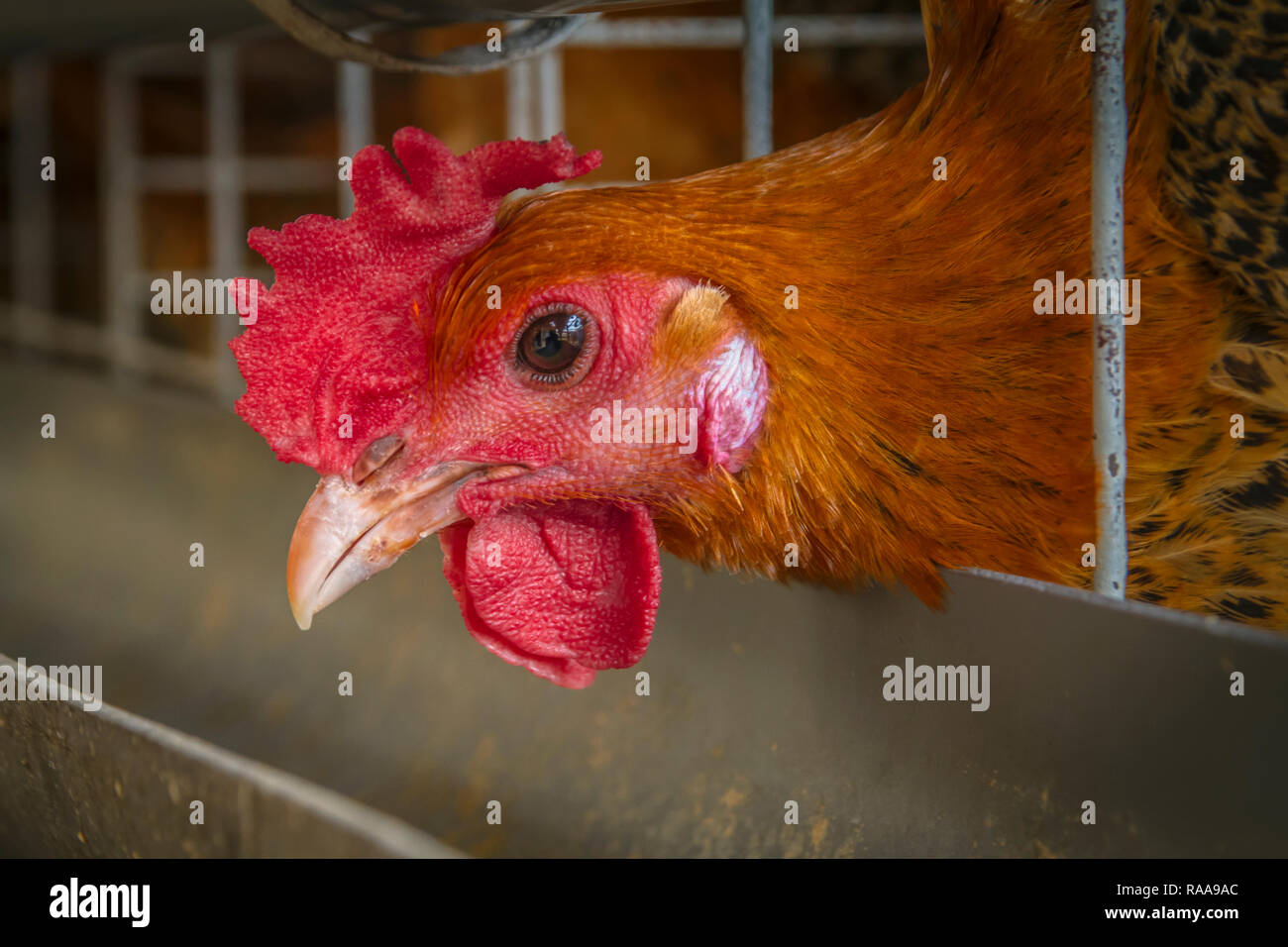 Domestic chicken layer in the farmhouse Stock Photo - Alamy