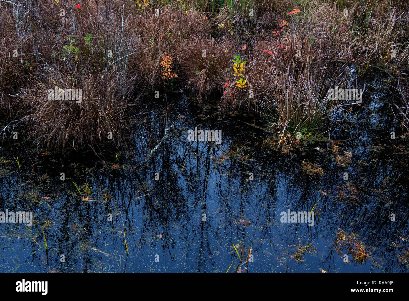Great swamp National wildlife refuge scenic in late autumn Stock Photo ...
