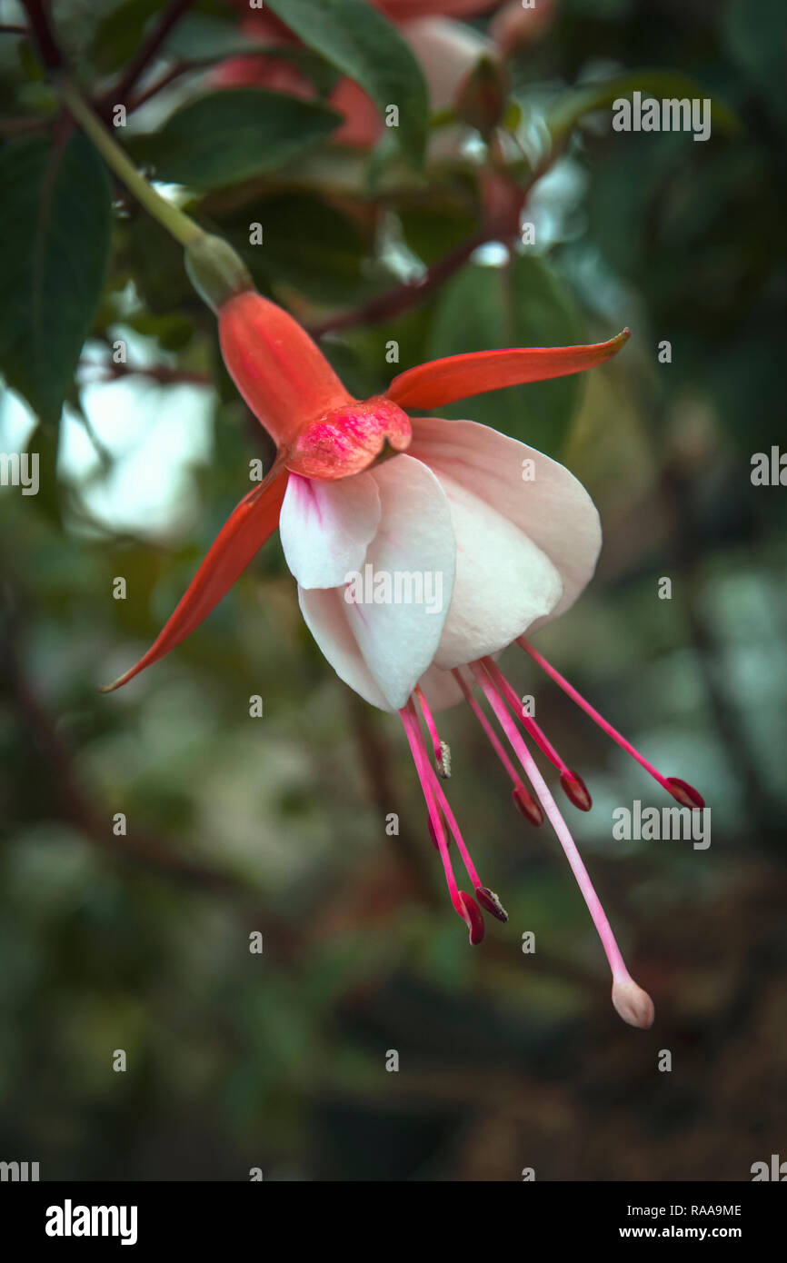 Fuchsia Texture High Resolution Stock Photography and Images - Alamy