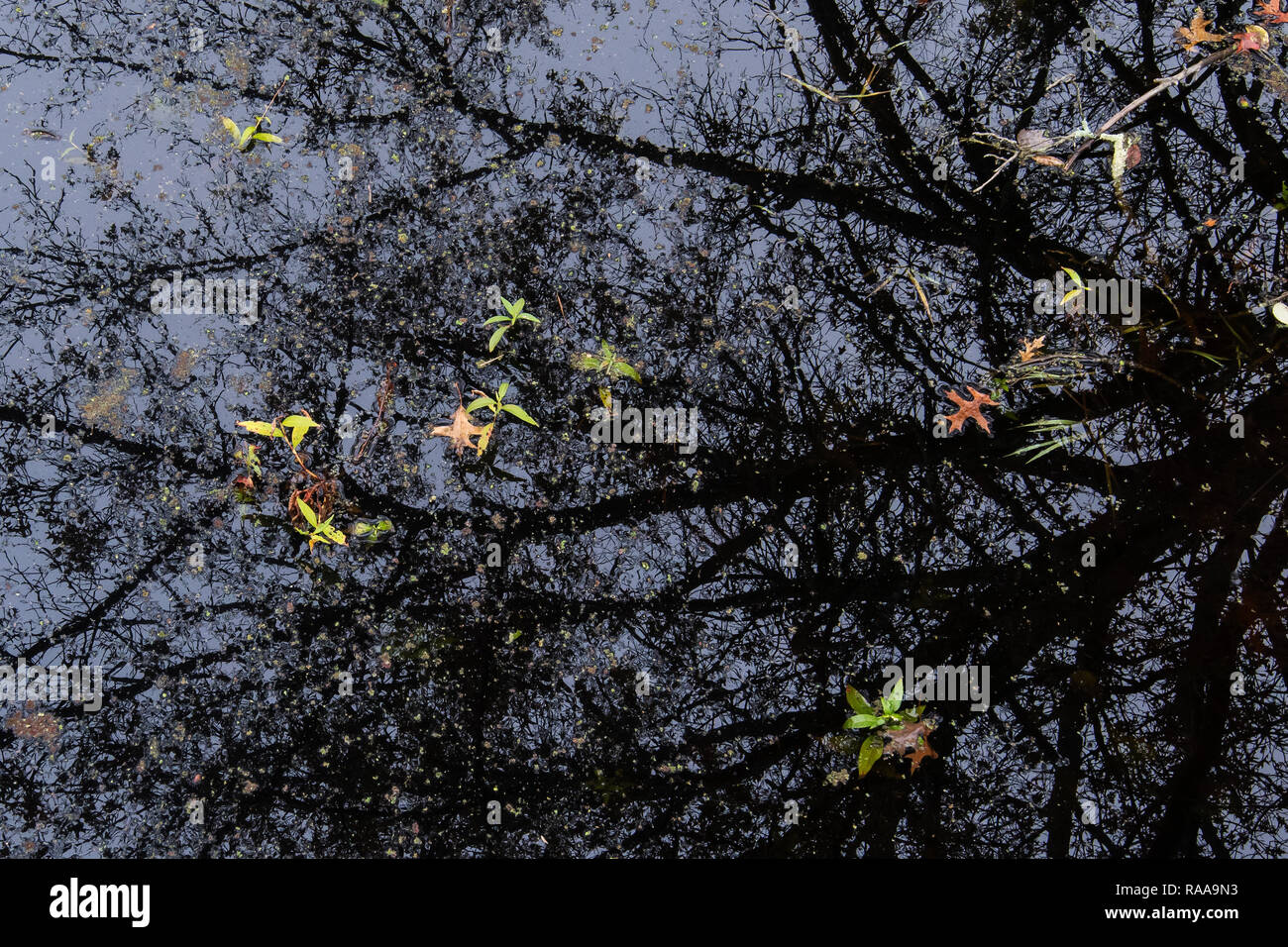 Swamp patterns hi-res stock photography and images - Alamy