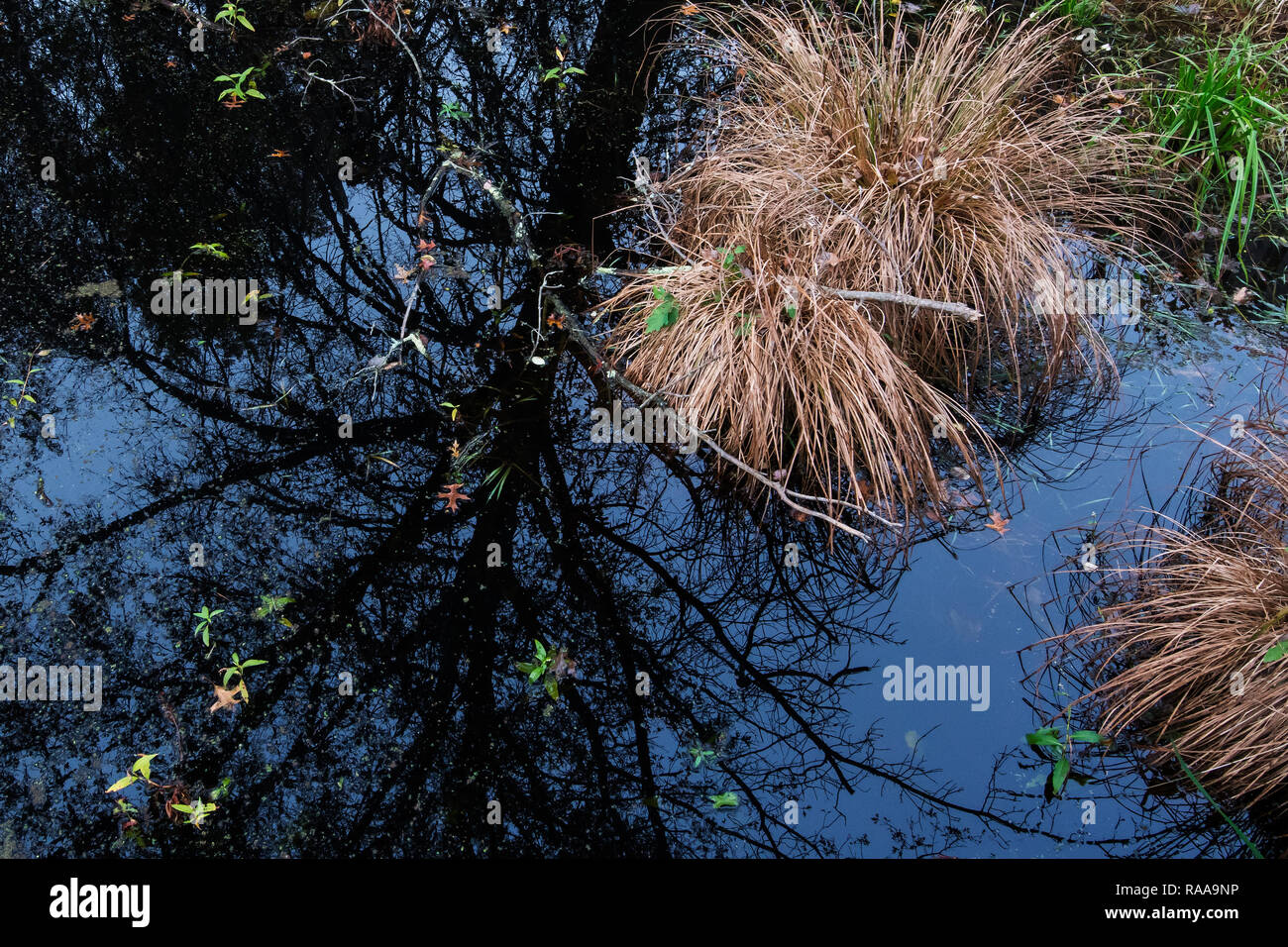 Great swamp National wildlife refuge scenic in late autumn Stock Photo ...