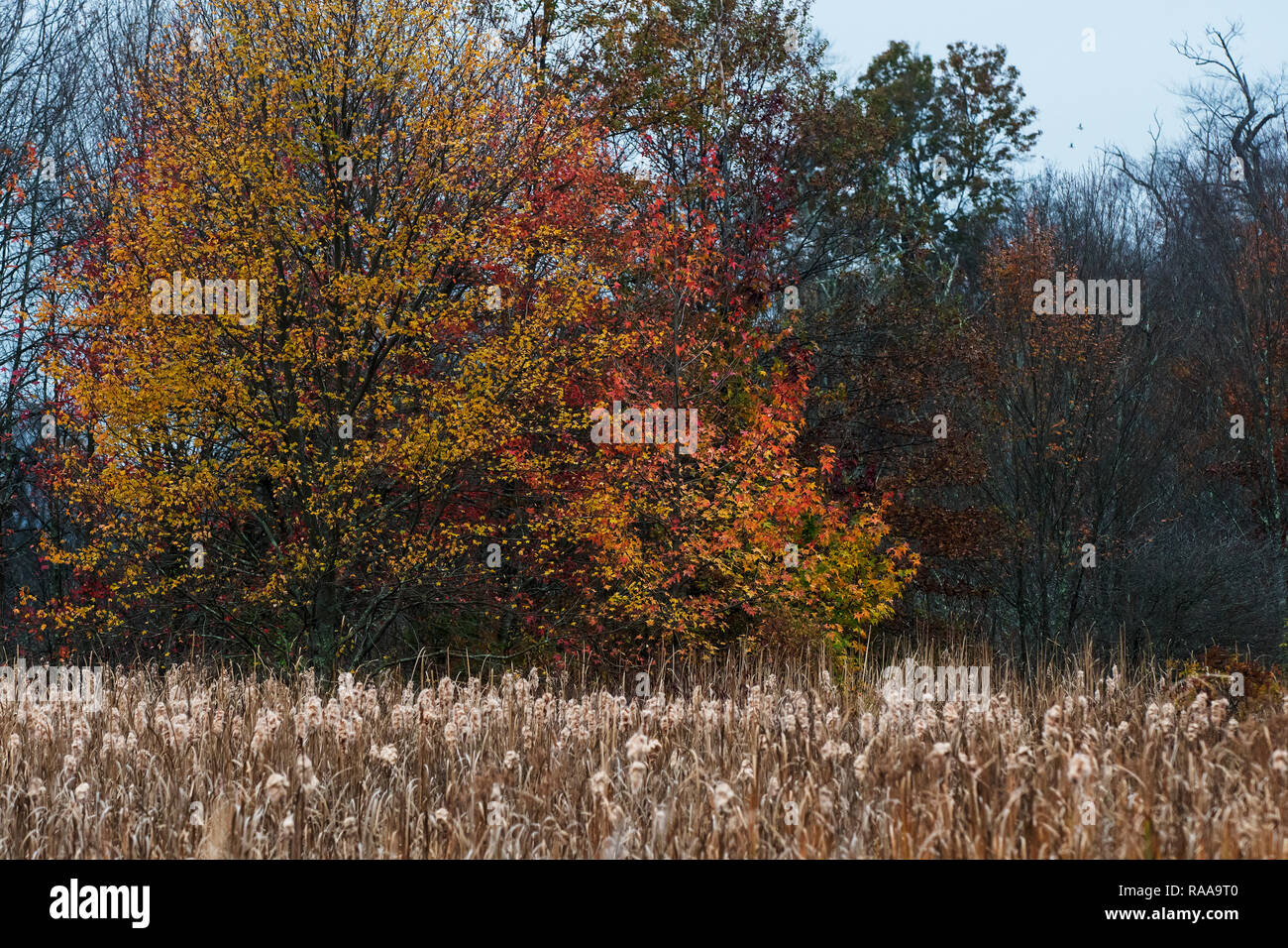 Great swamp National wildlife refuge scenic in late autumn Stock Photo ...