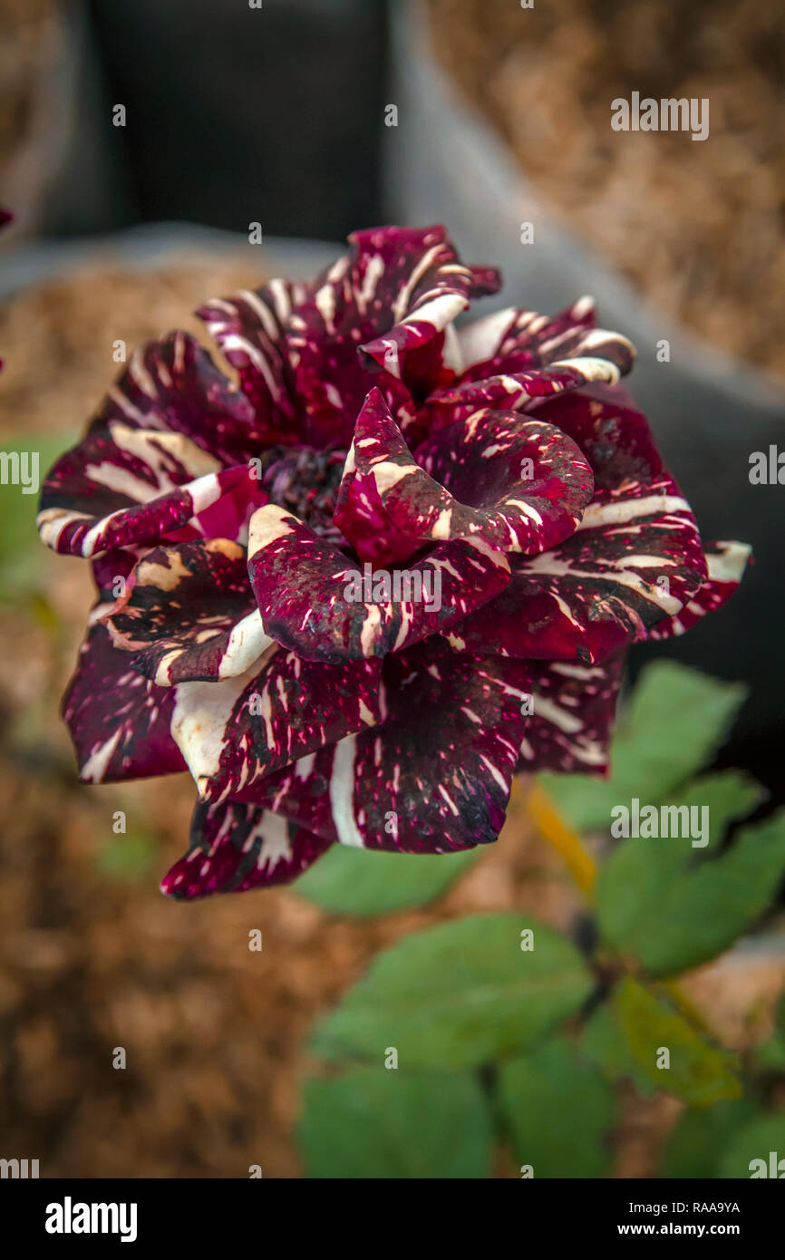 Multi colored patterns rose close-up picture Stock Photo - Alamy