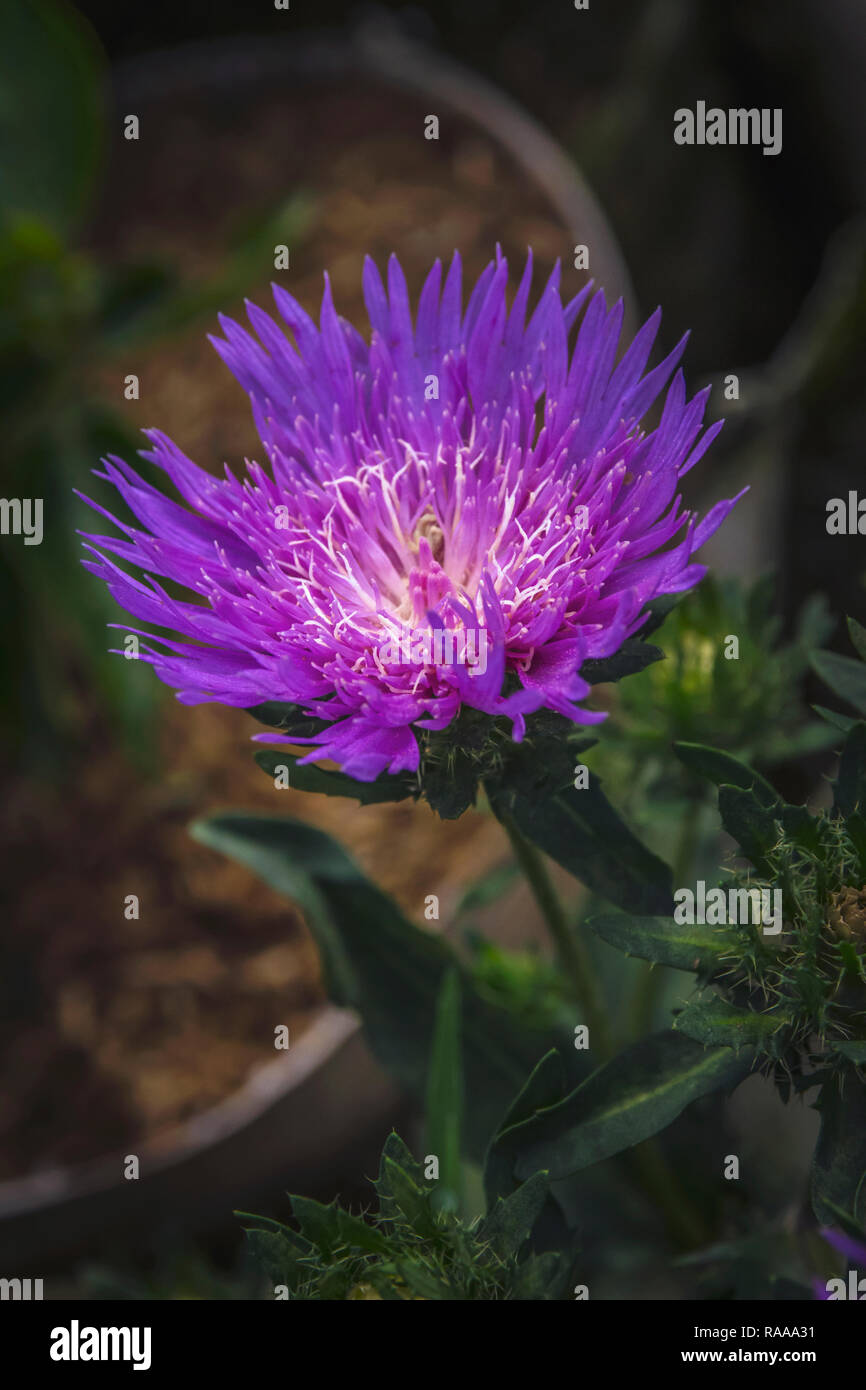 Stokesia flower or Stokes' Aster flower close-up picture Stock Photo ...
