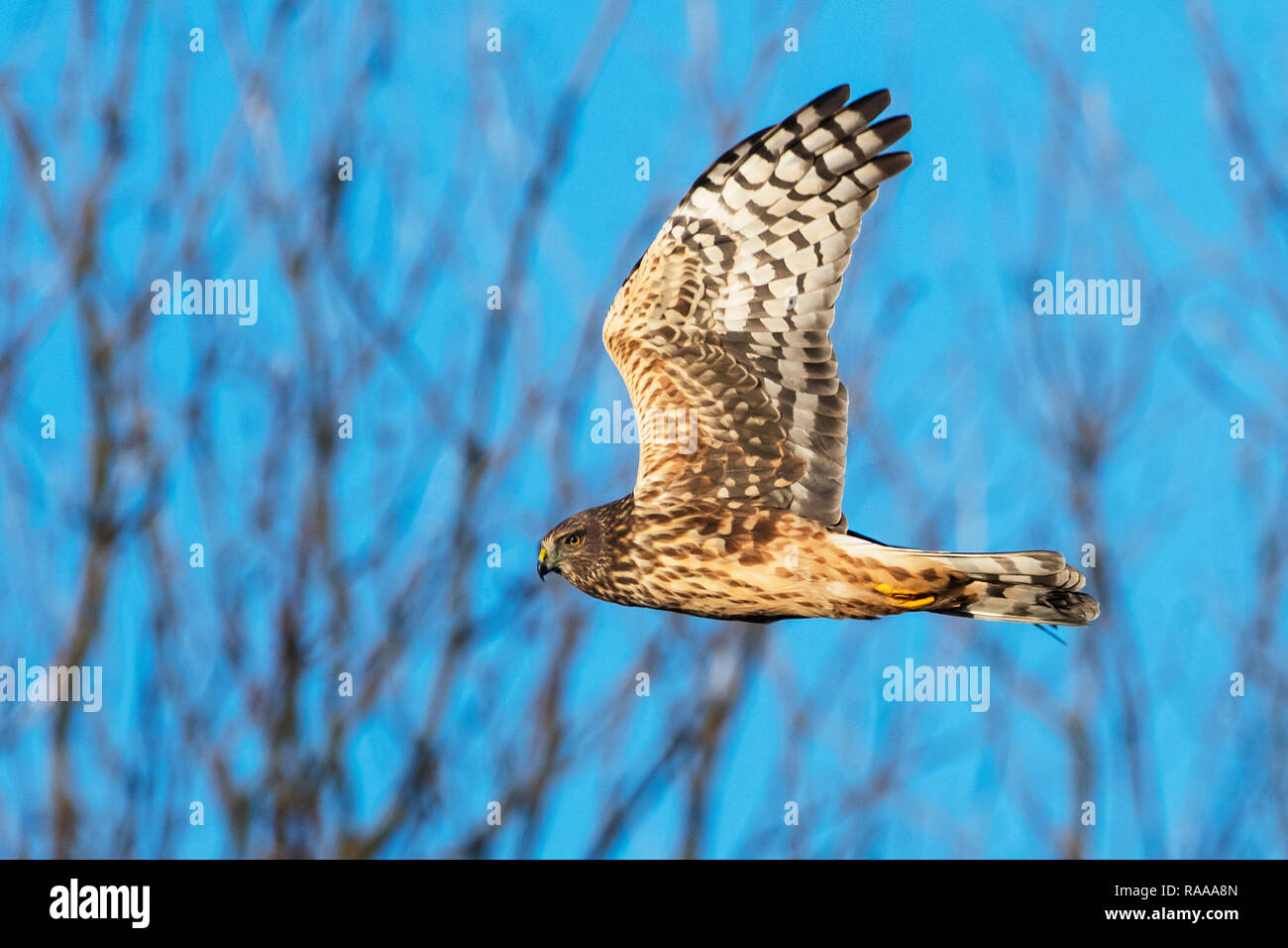 Northern harrier in flight Stock Photo - Alamy