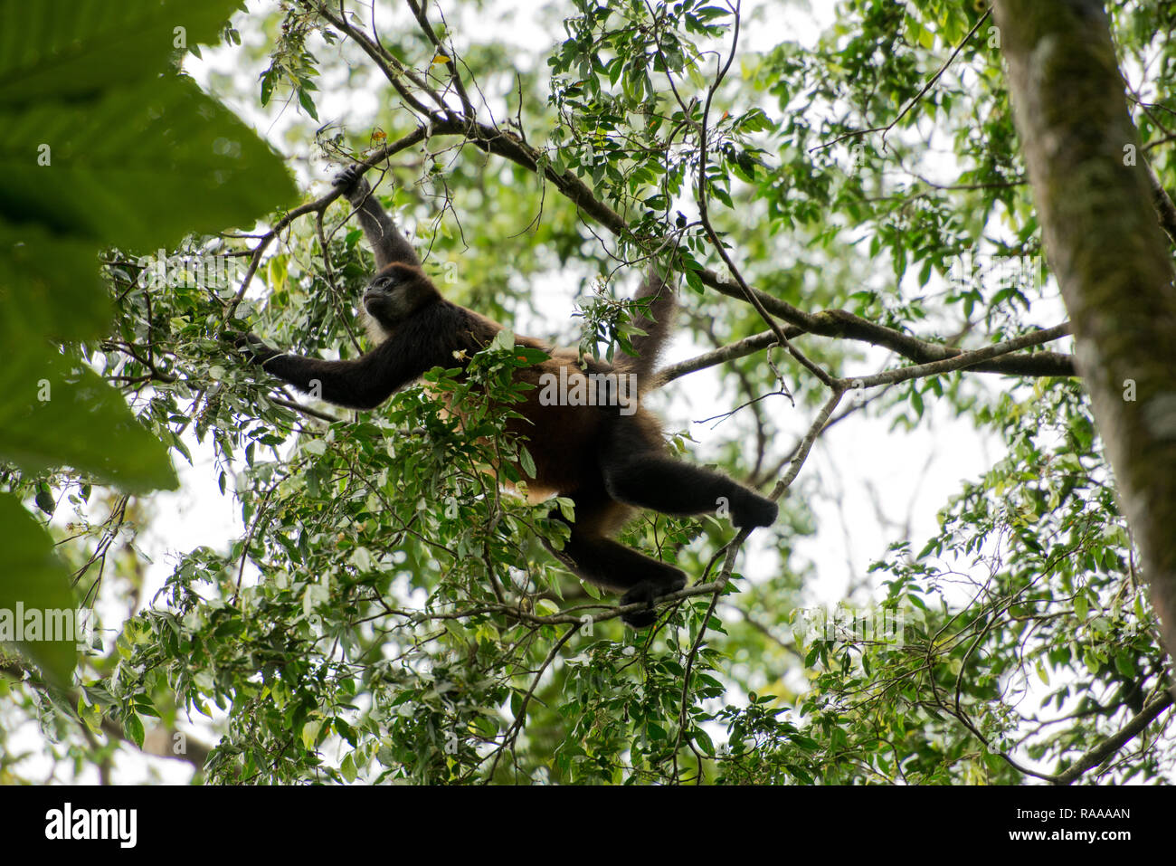 Monkey habitat hi-res stock photography and images - Alamy