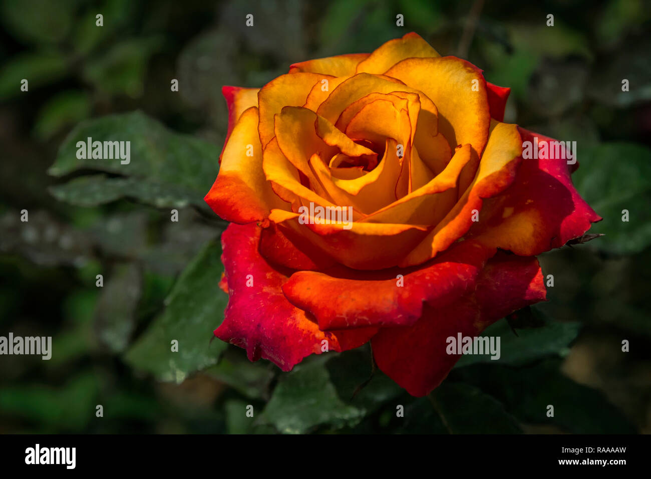 Beautiful rose close-up picture Stock Photo - Alamy