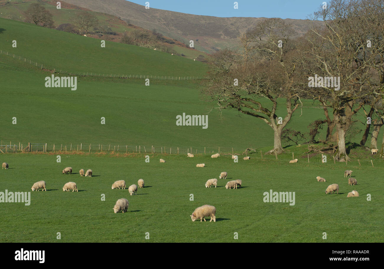 Sheep on a farm in Powys,Wales,UK Stock Photo - Alamy