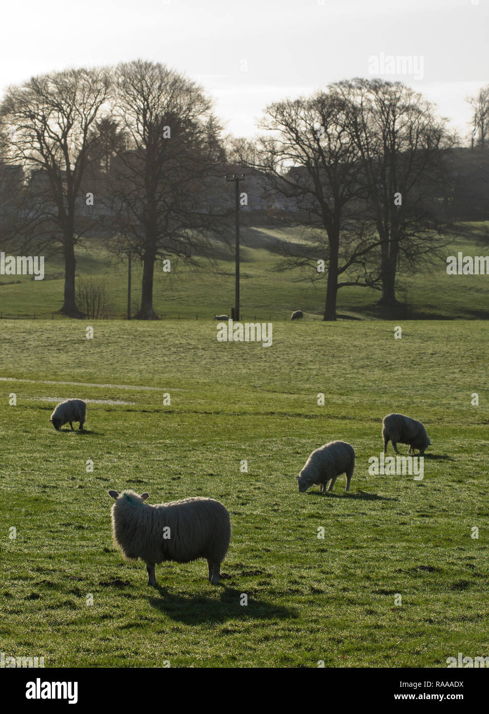Sheep on a farm in Powys,Wales,UK Stock Photo - Alamy